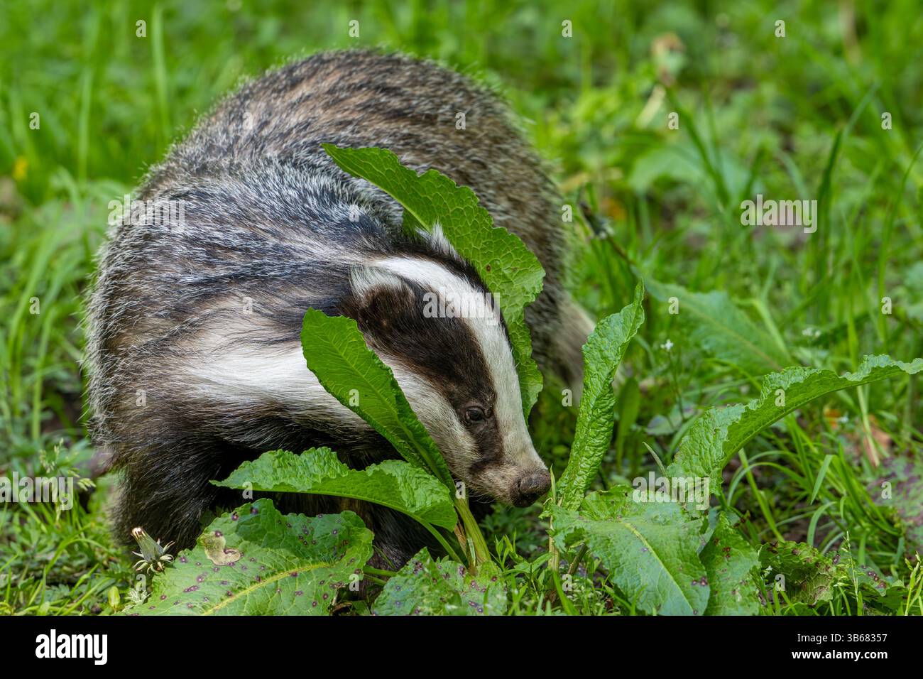 European badger (Meles meles) foraging in meadow, looking for ...