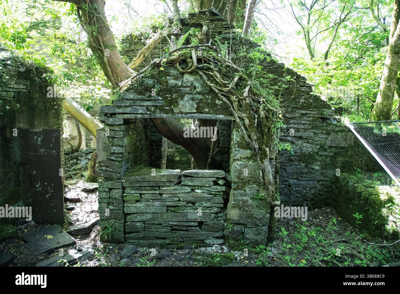 Tree and vegetation growing through an old slate building at the former ...