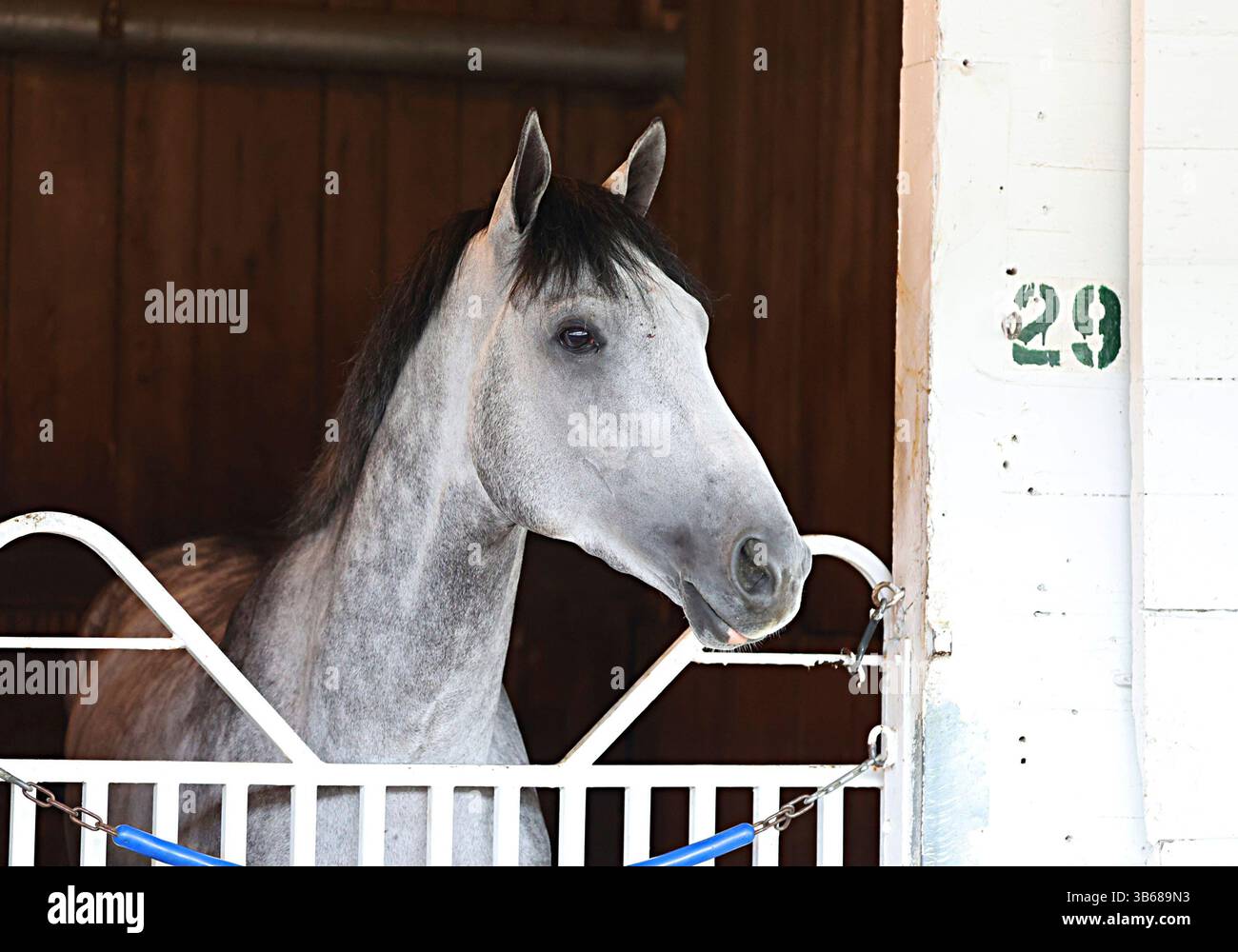 LOUISVILLE, KY - MAY 03: Final Gambit stands in the barn before the ...