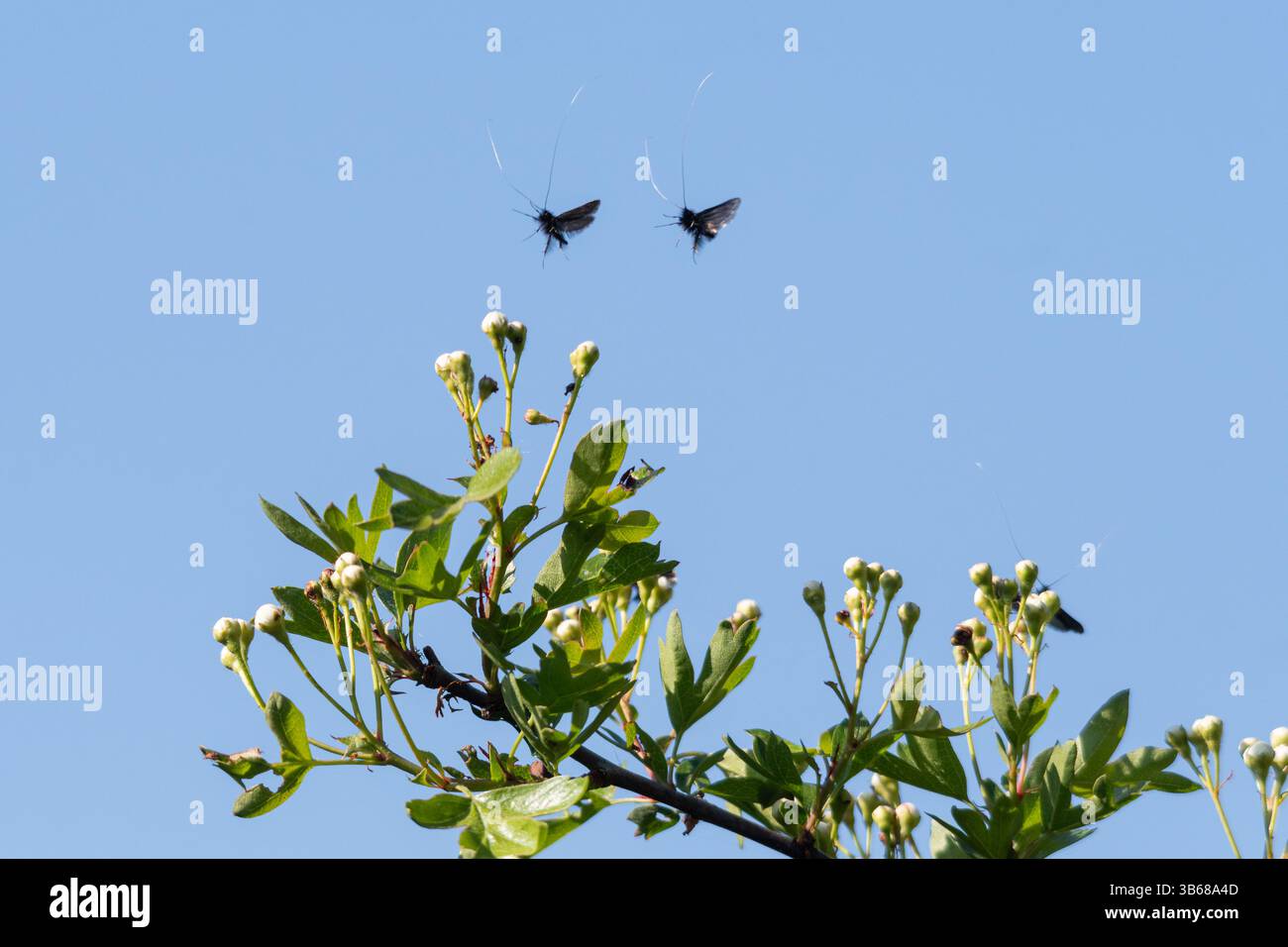 Green longhorn moth (Adela reaumurella), two male moths swarming during ...