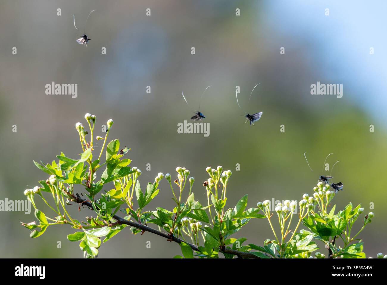 Green longhorn moth (Adela reaumurella), several male moths swarming ...
