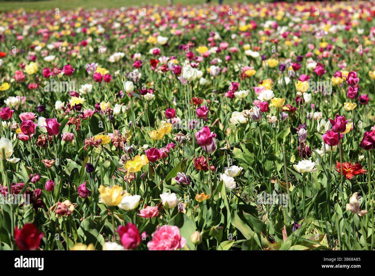 Field of colorful bright tulips of different varieties. Bright flowers ...