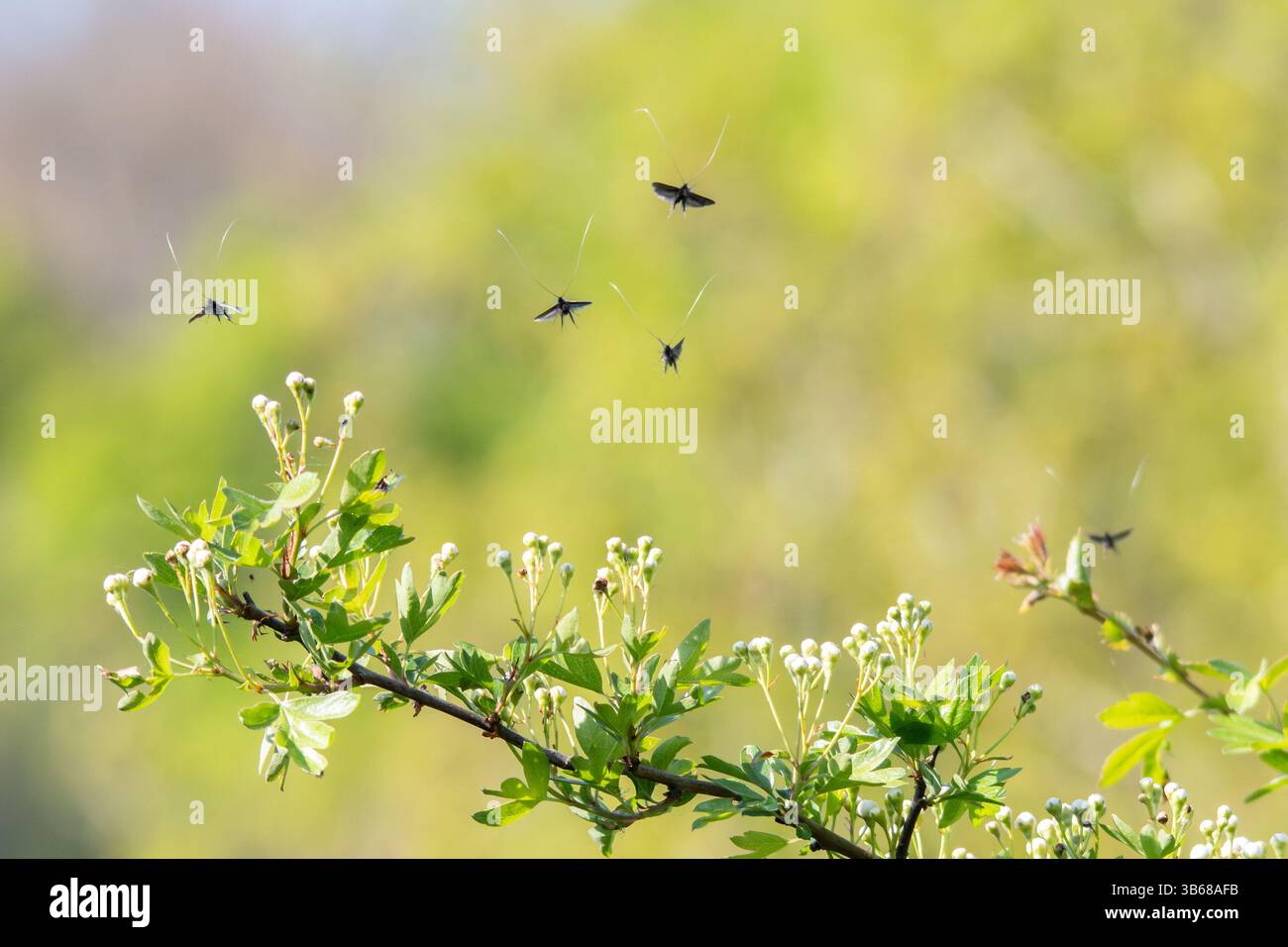 Green longhorn moth (Adela reaumurella), several male moths swarming ...