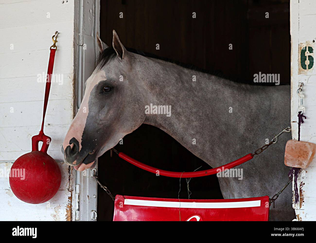 LOUISVILLE, KY - MAY 03: Sandman stands in the barn before the 151st ...
