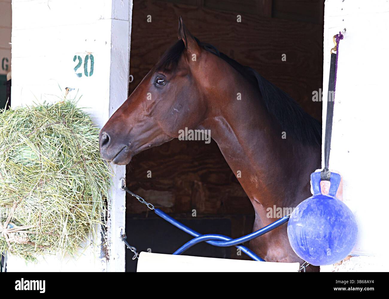 LOUISVILLE, KY - MAY 03: Flying Mohawk stands in the barn before the ...