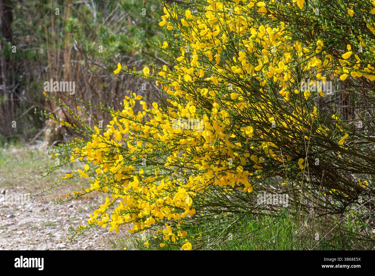 Broom (Cytisus scoparius), shrub with yellow flowers on heathland in ...