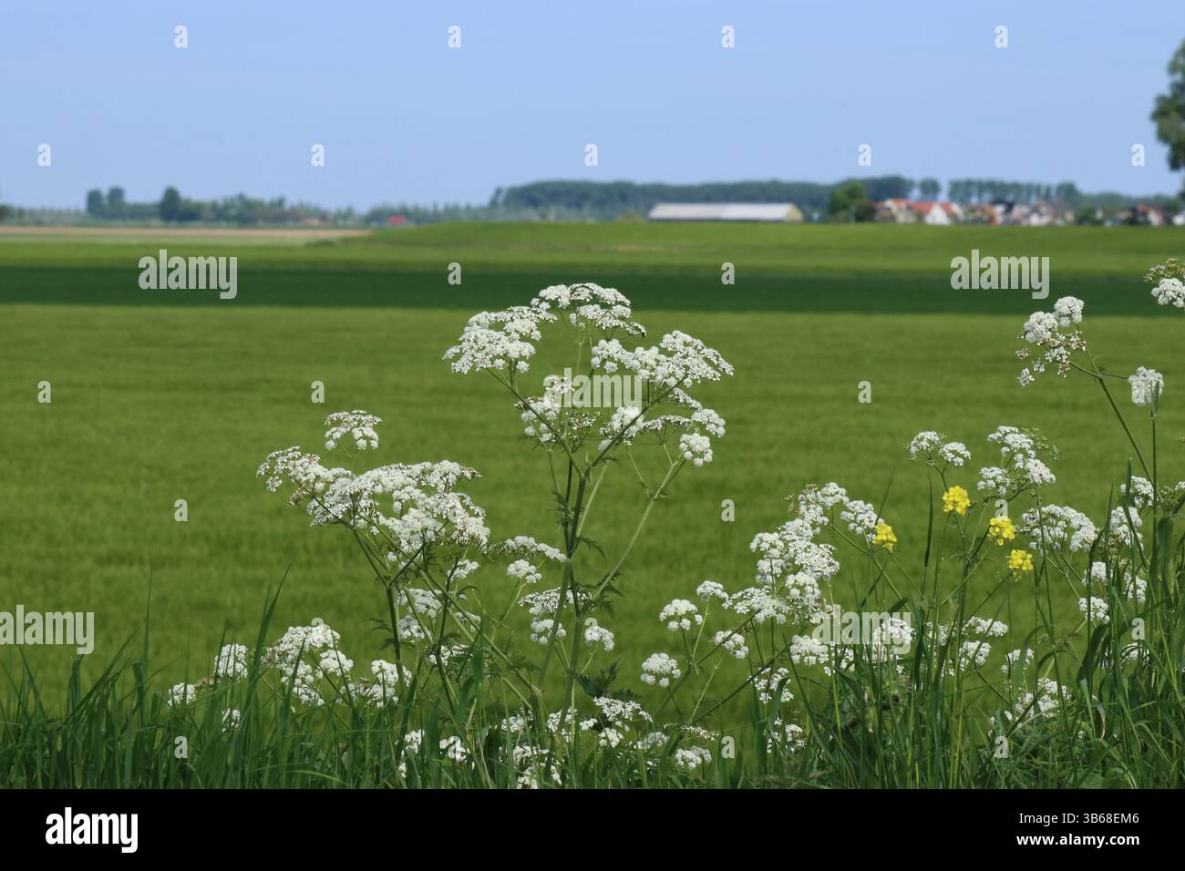 a rural landscape of a green wheat field and a blue sky and a white cow ...