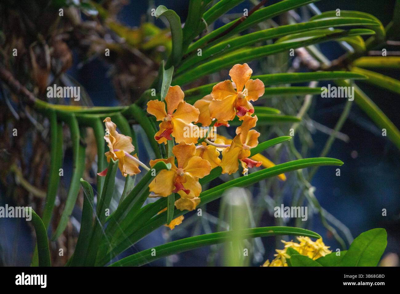 Jardin Botaniqu de Deshaies, botanical garden with flora and fauna in ...