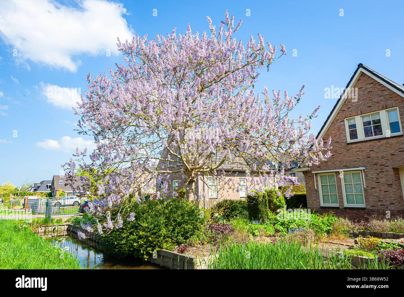 Paulownia tomentosa, known as princess tree, or empress tree with light ...