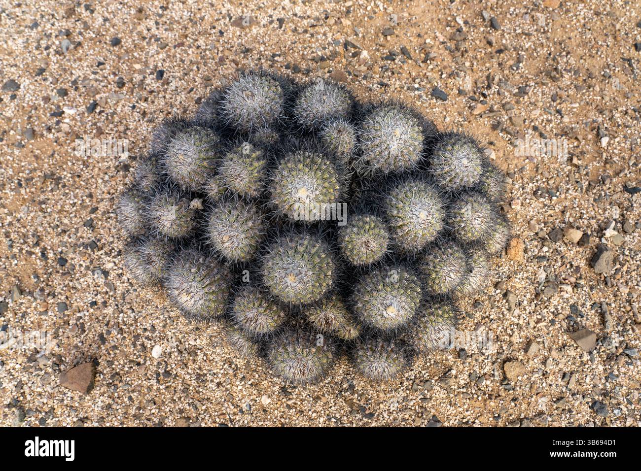 Pan de erizo hi-res stock photography and images - Alamy