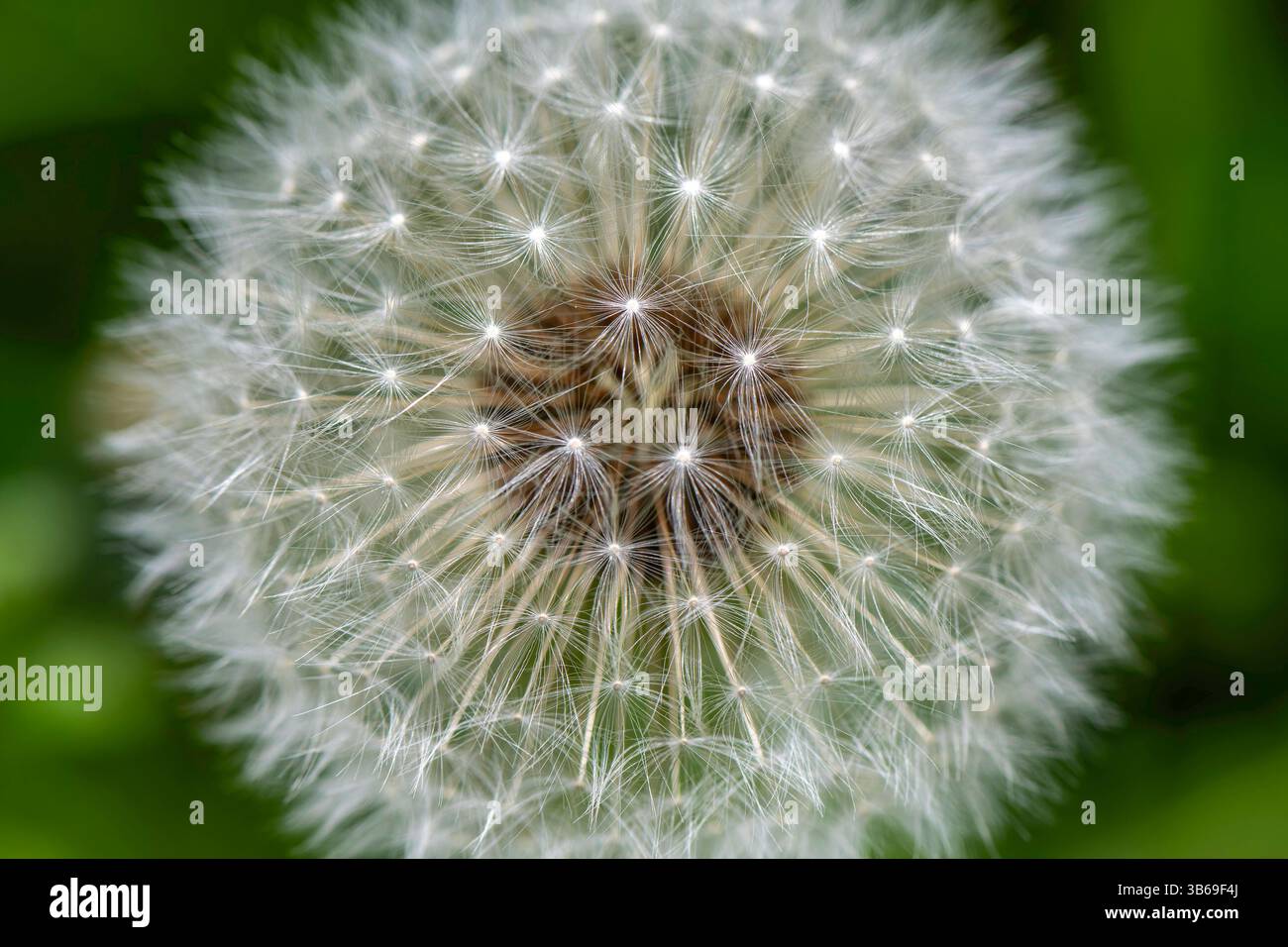 Ausschnitt einer sogenannten Pusteblume von oben. Detail-Makroaufnahme ...