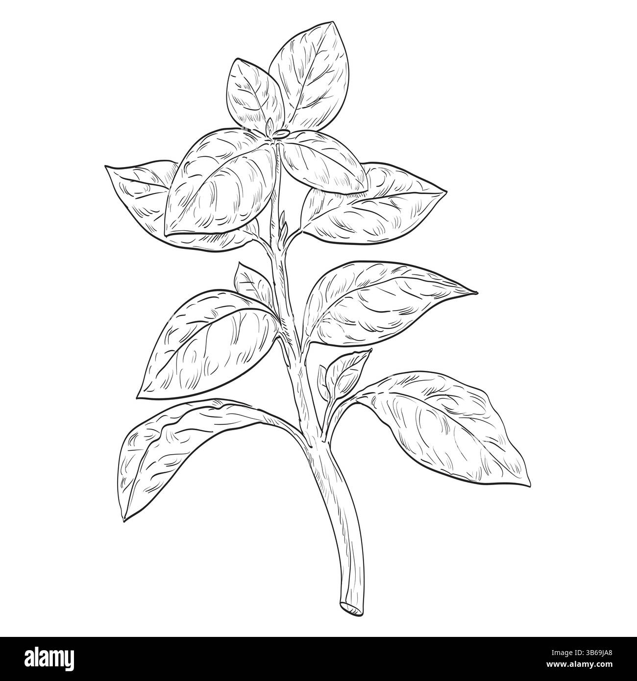 Great culinary herb Stock Vector Images - Alamy