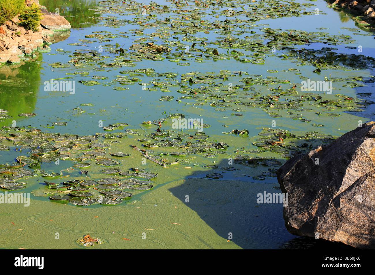 Water pollution by blooming blue green algae - is world environmental ...