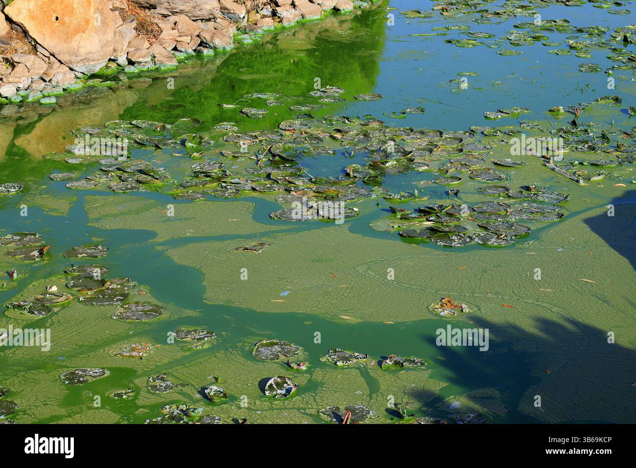 Water pollution by blooming blue green algae - is world environmental ...