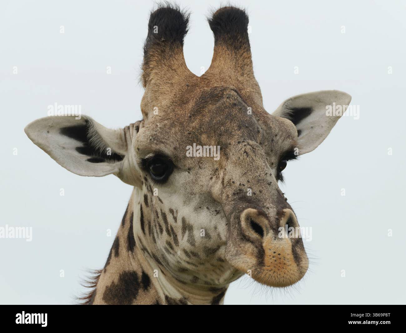 Giraffe bones hi-res stock photography and images - Alamy