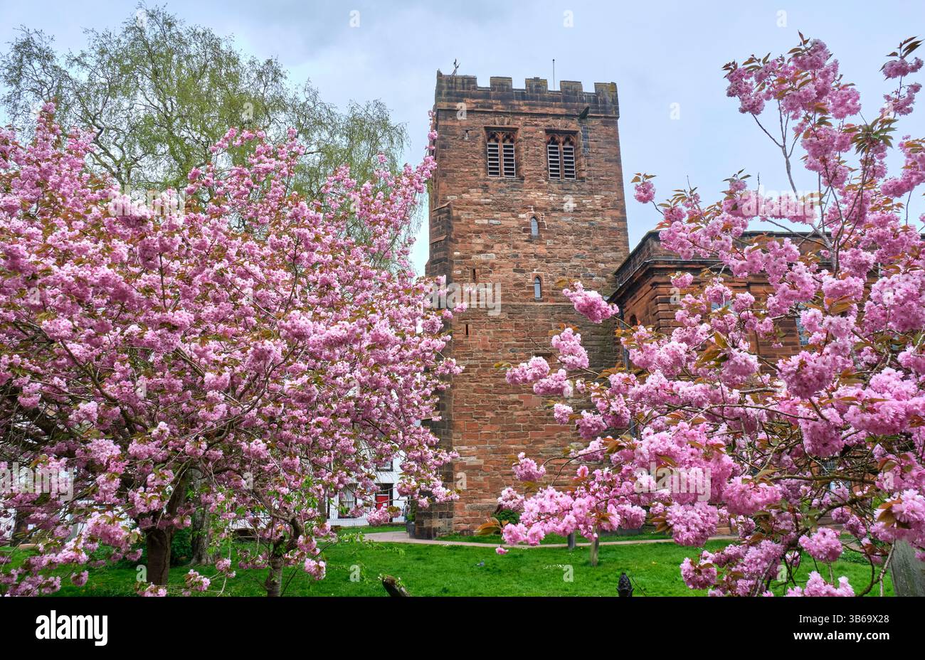 St Andrew's Church with cherry blossom, Penrith, Cumbria Stock Photo ...
