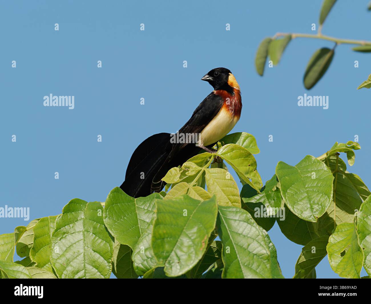 Eastern Paradise Whydah Stock Photo - Alamy