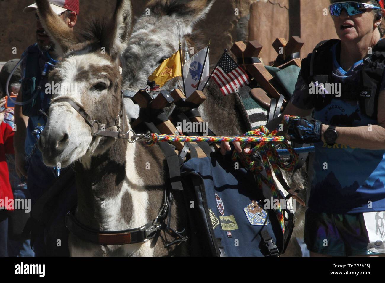 Pack burros and their human companions race through the streets of a ...