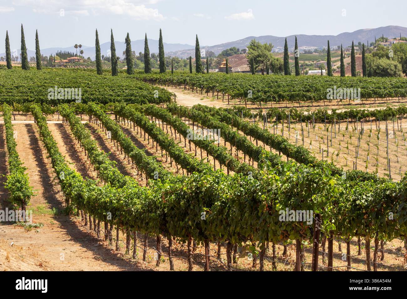 A view of a field of vineyard, seen in Temecula, California Stock Photo ...
