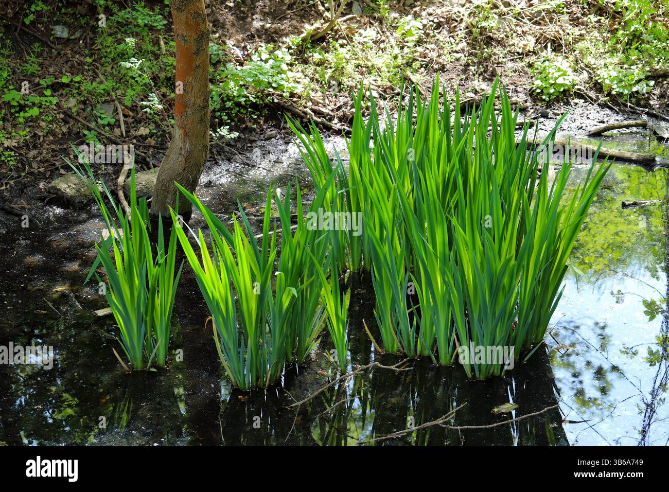 Tall Riverside Grass with Scenic River View Stock Photo - Alamy