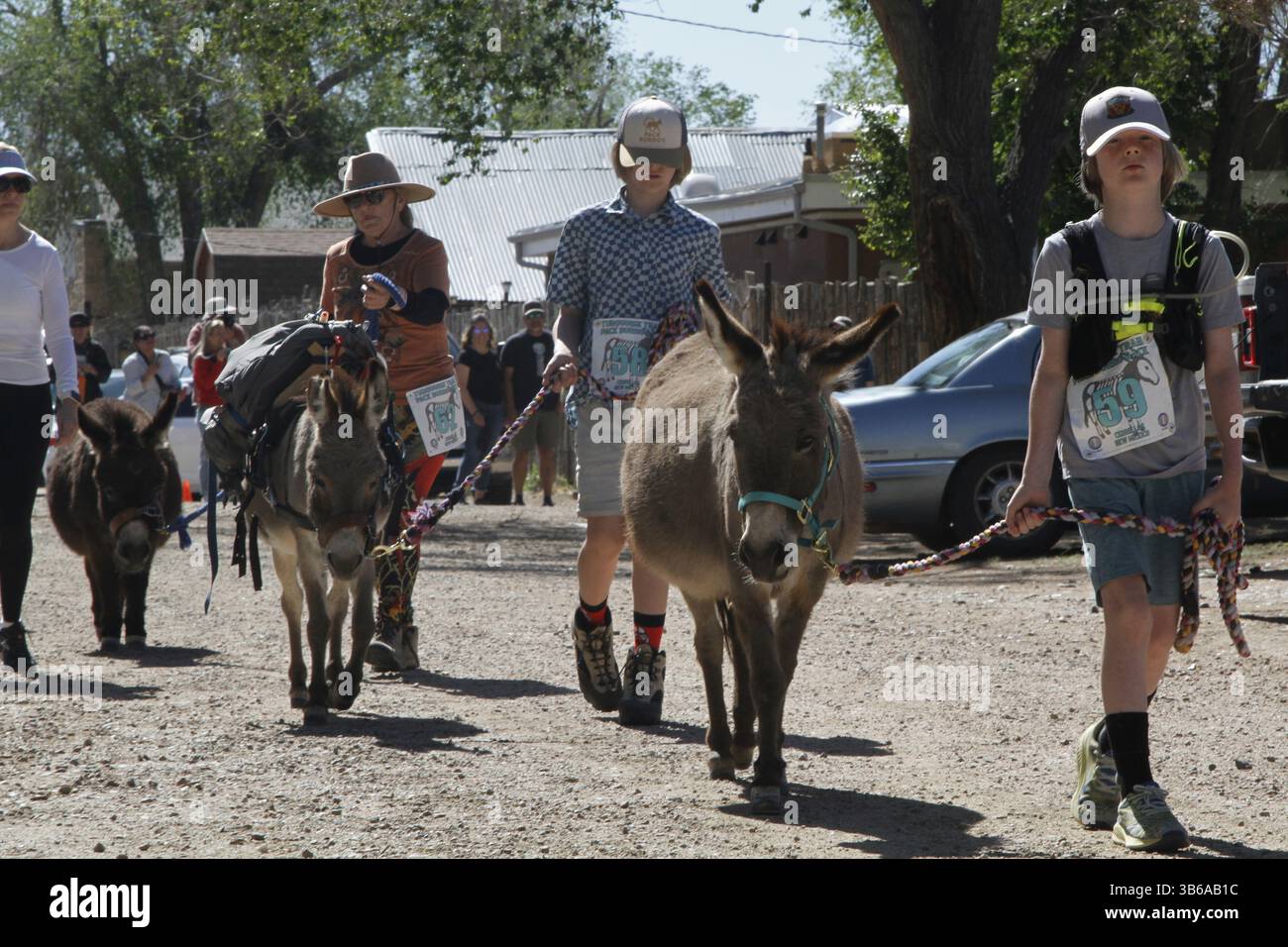 Pack burros and their human companions race through the streets of a ...