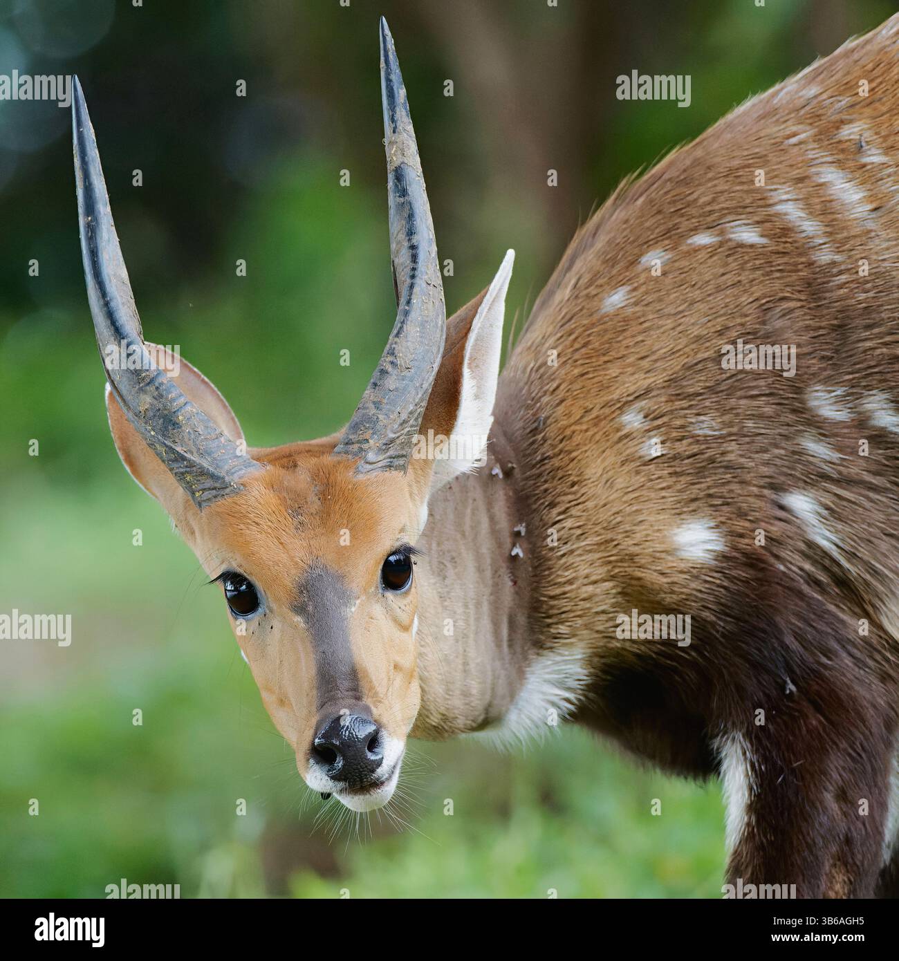 Zambia bushbuck hi-res stock photography and images - Alamy