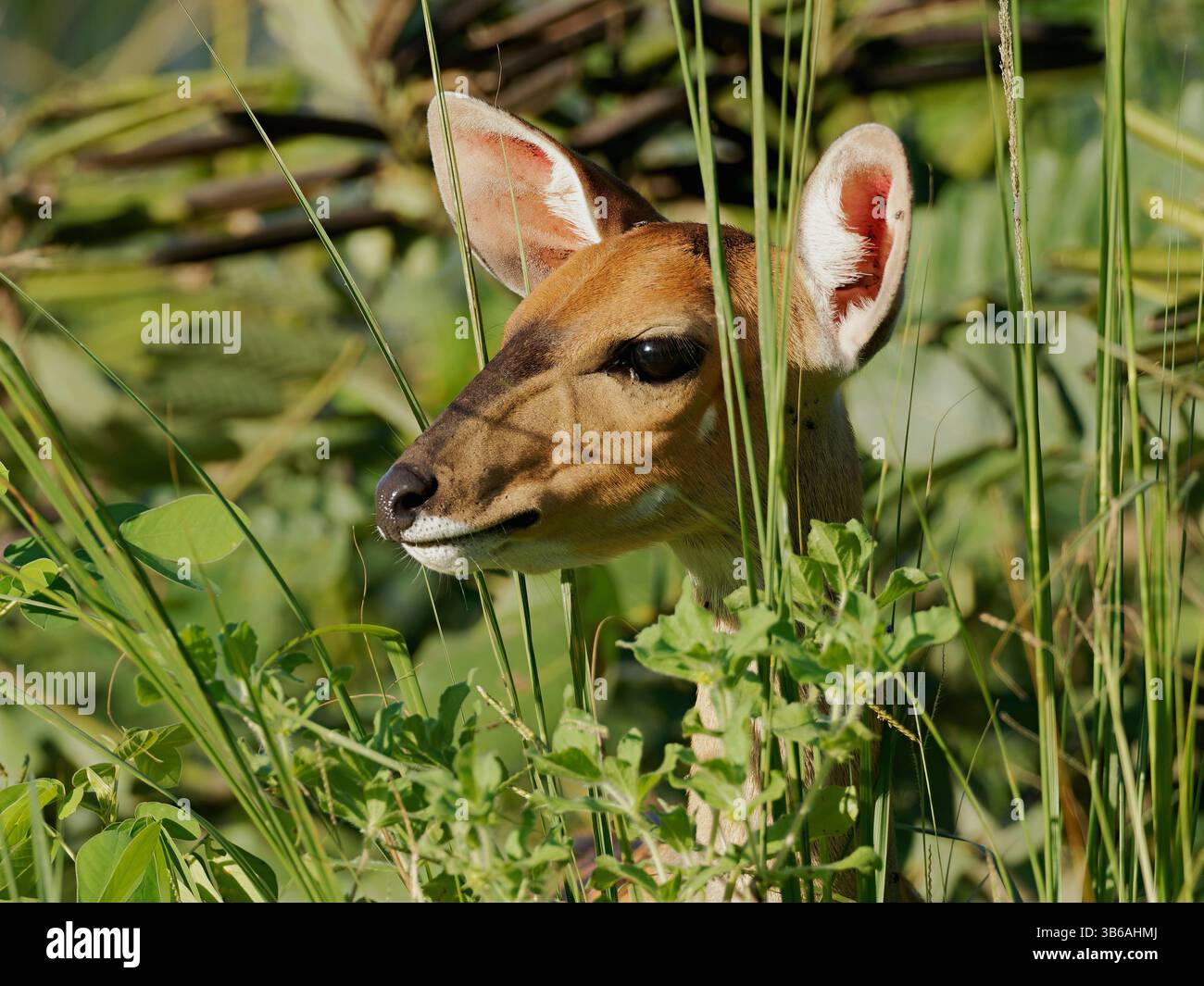 Zambia bushbuck hi-res stock photography and images - Alamy