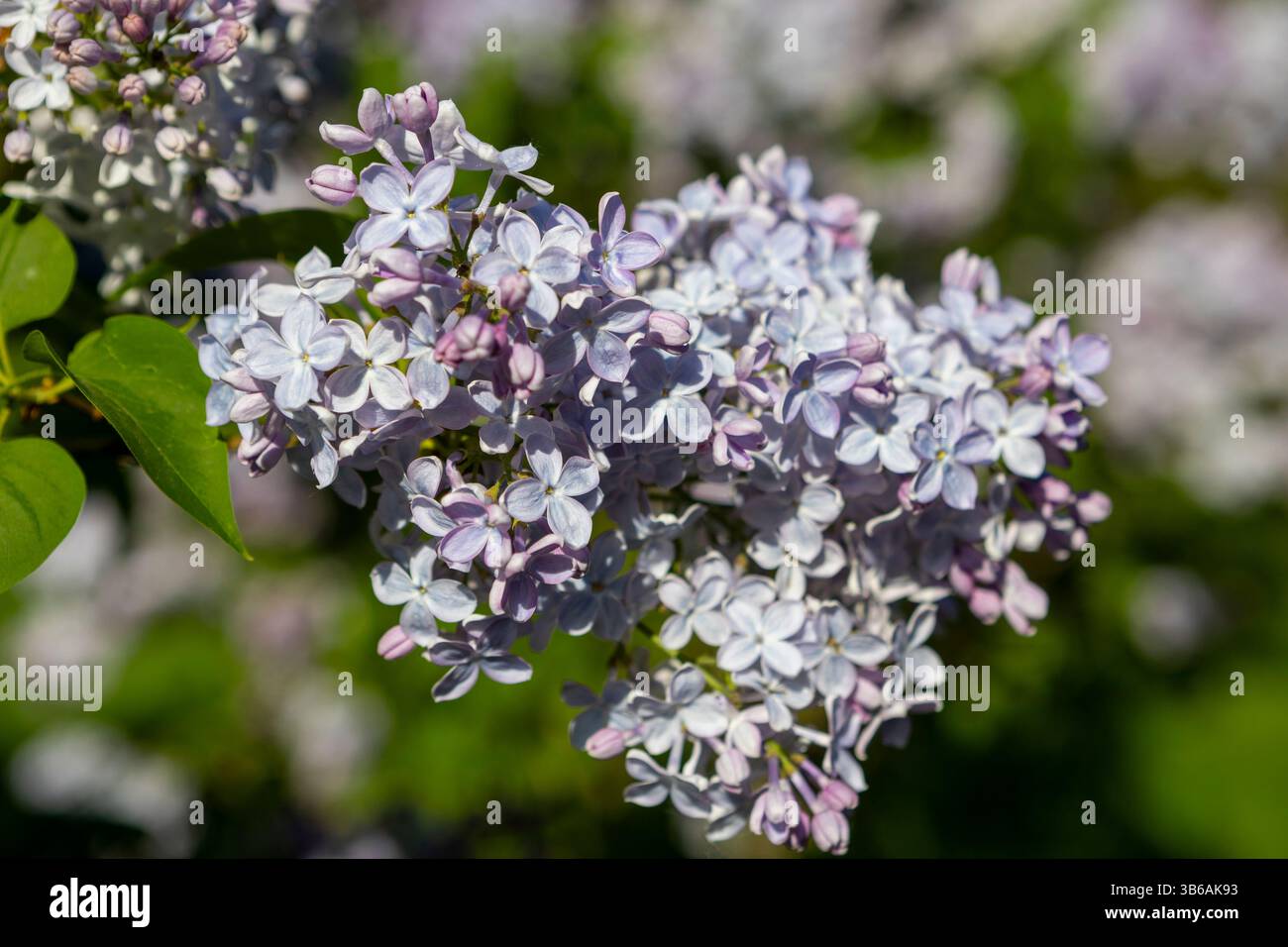 Purple lilac sways in wind hi-res stock photography and images - Alamy