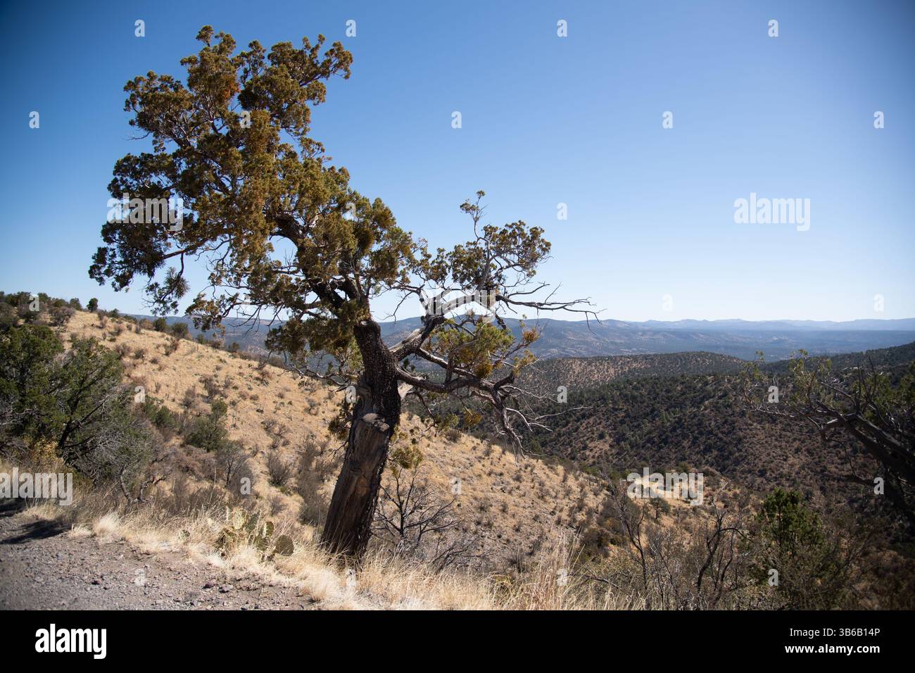 Ancient Cedar Tree, Gila National Forest, Southwest New Mexico Stock ...