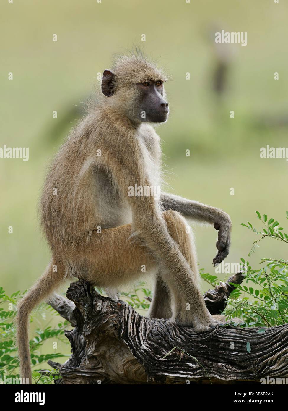 Baboon skeleton hi-res stock photography and images - Alamy