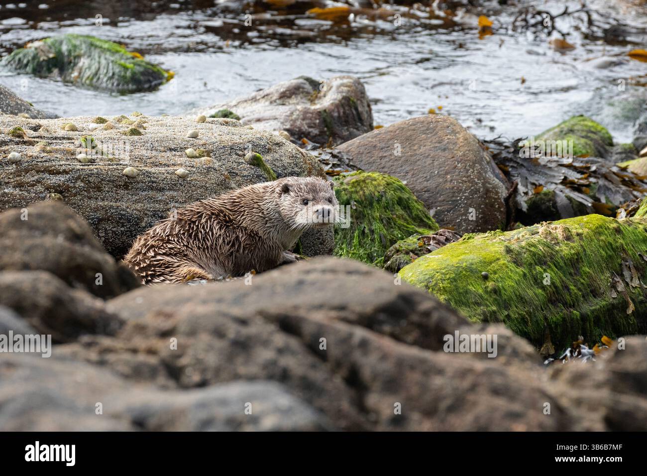 An eurasian otter moving through the boulders and rocks along a coastal ...