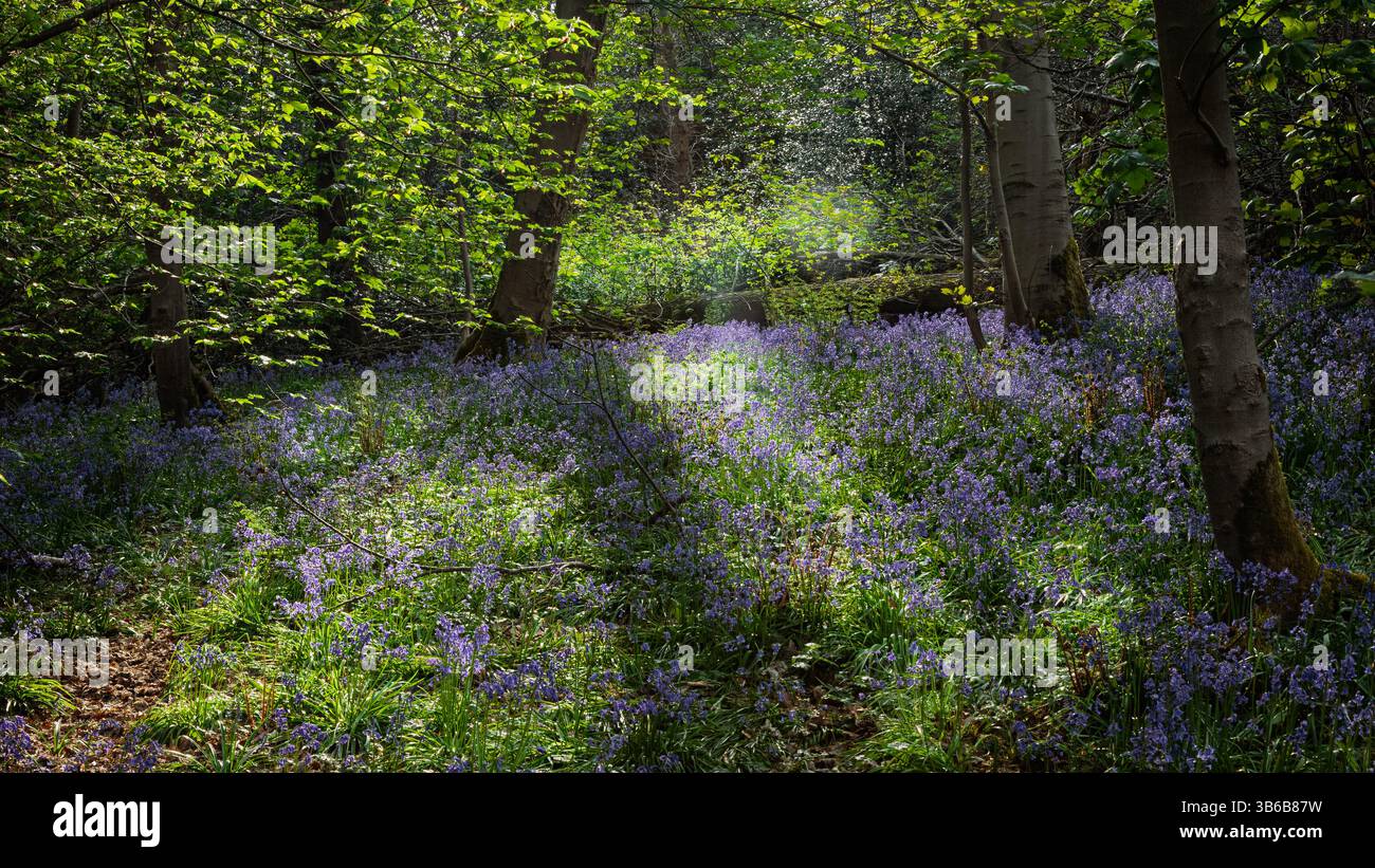 Bluebells and Wild Garlic, Blue Bell Woods, Morpeth, Northumberland ...