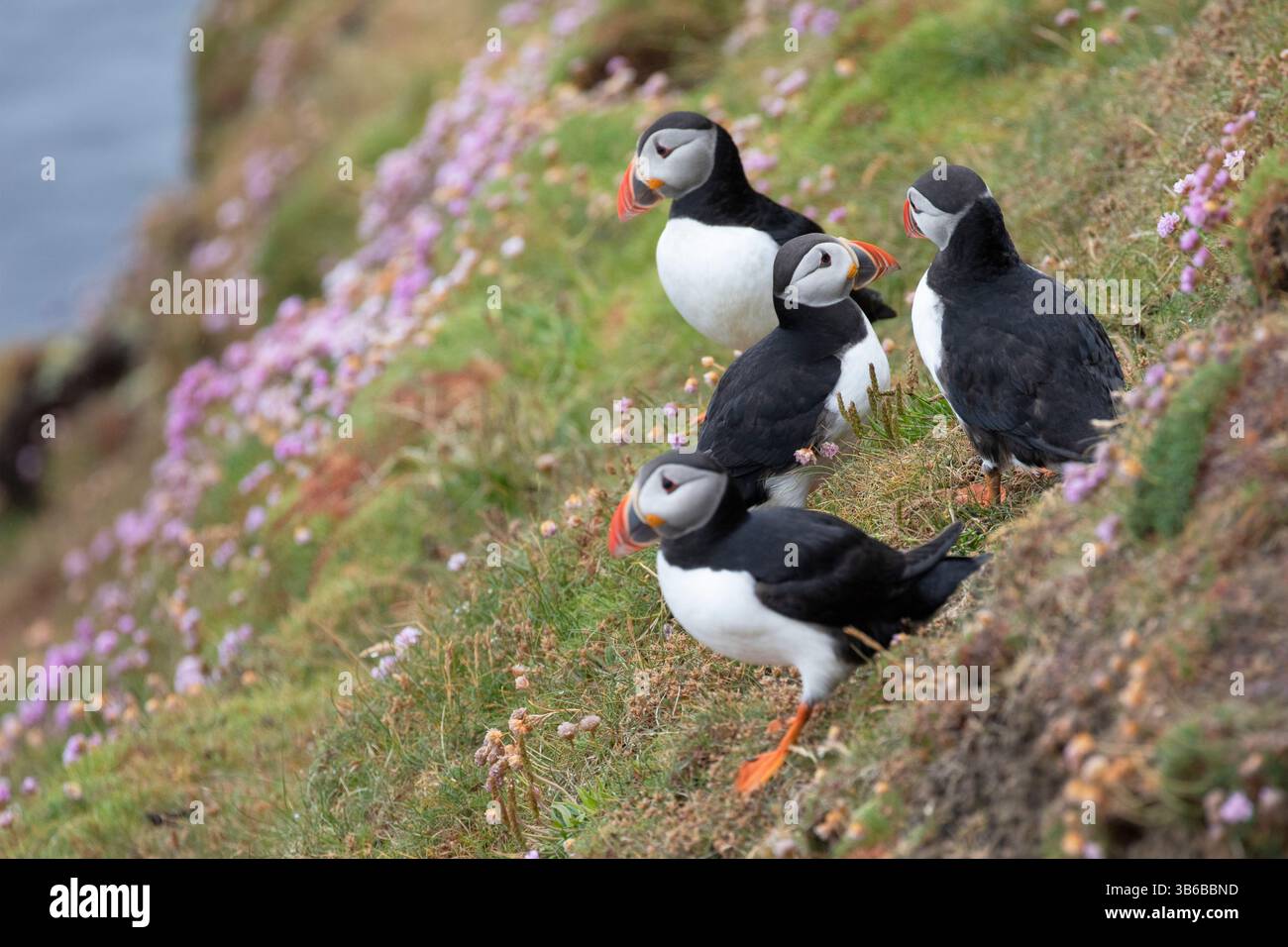 A Colony Of Atlantic Puffins Photographed On Shetland Islands Stock