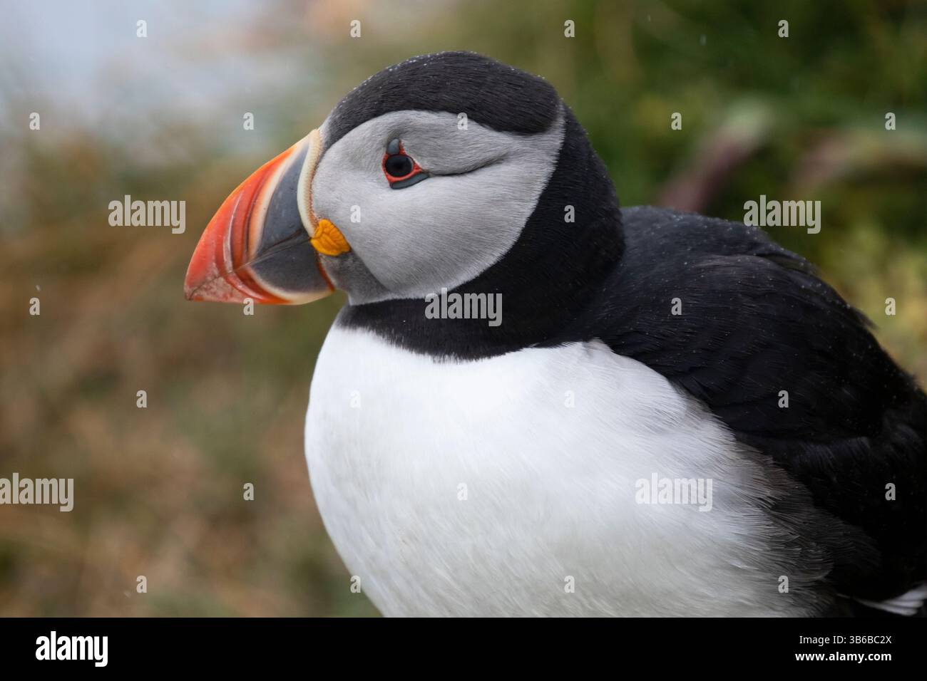 Close up photograph of an atlantic puffin taken at Shetland Islands ...