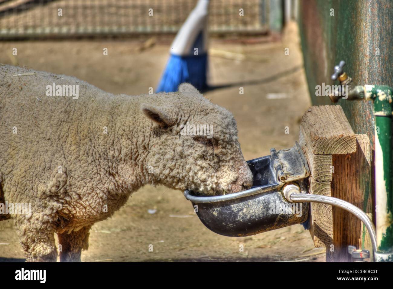 Lamb Drinking Water From Water Fountain at Petting Zoo Stock Photo - Alamy