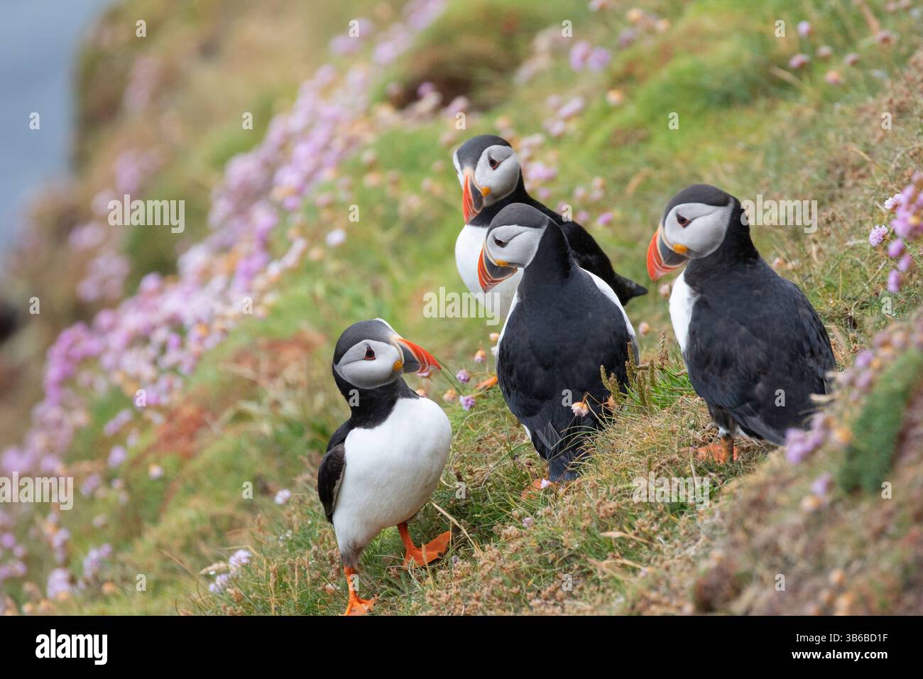 A colony of atlantic puffins photographed on Shetland Islands Stock ...