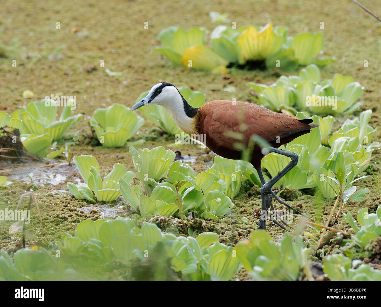 African jacana bird nest hi-res stock photography and images - Alamy
