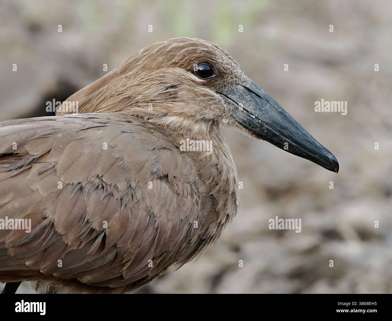 Hamerkop nest hi-res stock photography and images - Alamy