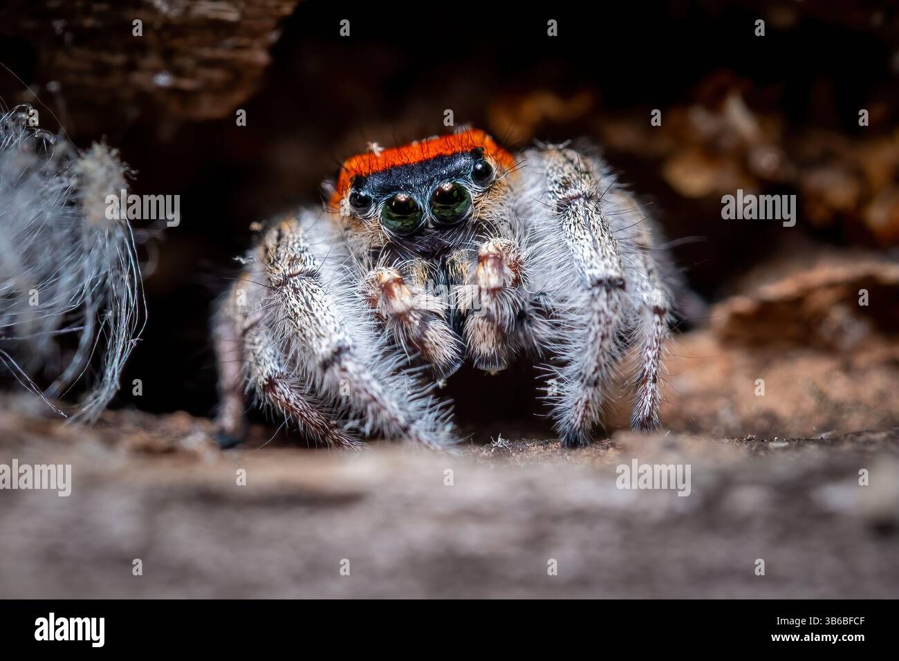 Closeup front view of a male Whitman's Jumping Spider. Raleigh, North ...
