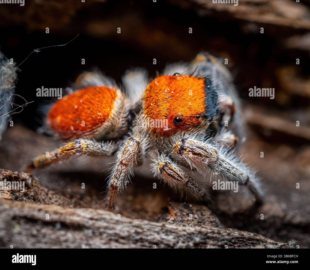 Top view of a male Whitman's Jumping Spider. It mimics a Velvet Ant ...