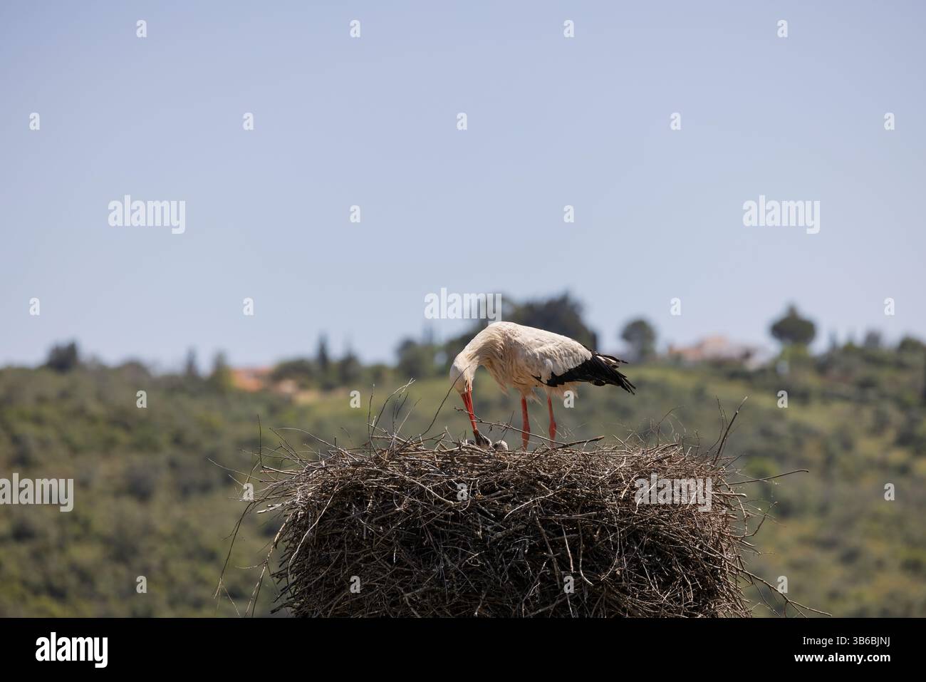 Urban wildlife, white stork on nest in Silves, Portugal Stock Photo - Alamy