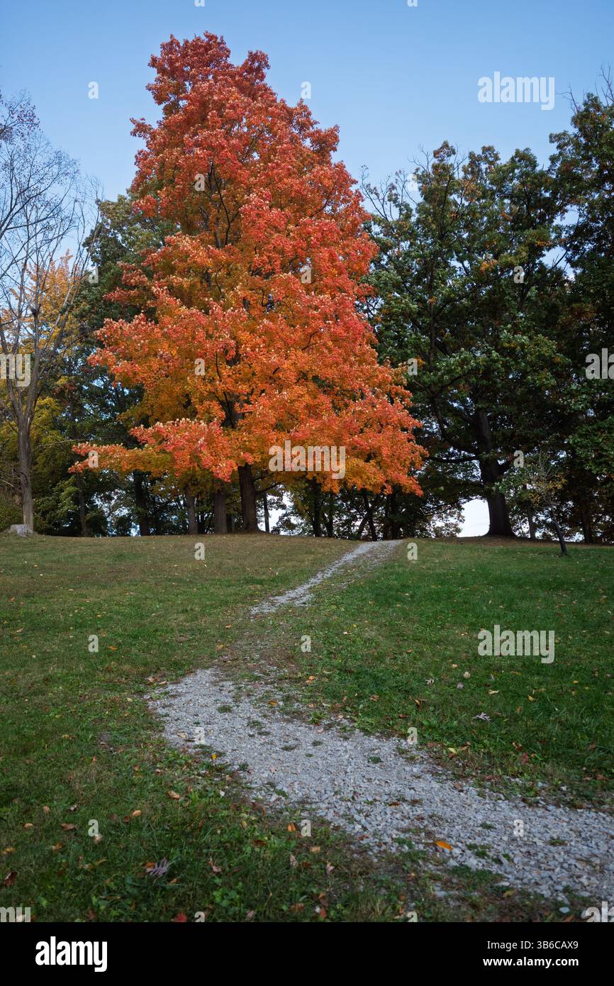 A fiery orange tree stands sentinel over a winding path in Pennsylvania ...