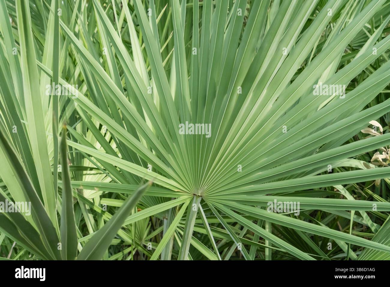 Beautiful palm trees green leaves hi-res stock photography and images ...