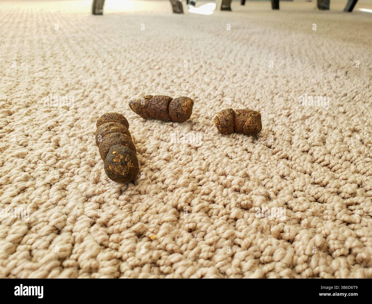 A view of dog poop on the carpet Stock Photo - Alamy