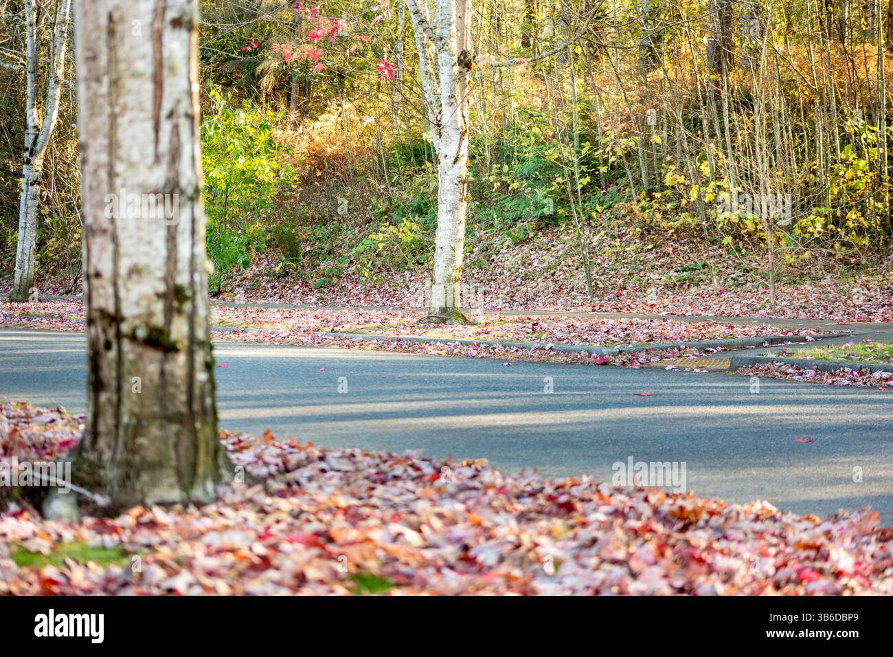 Street view featuring trees hi-res stock photography and images - Alamy