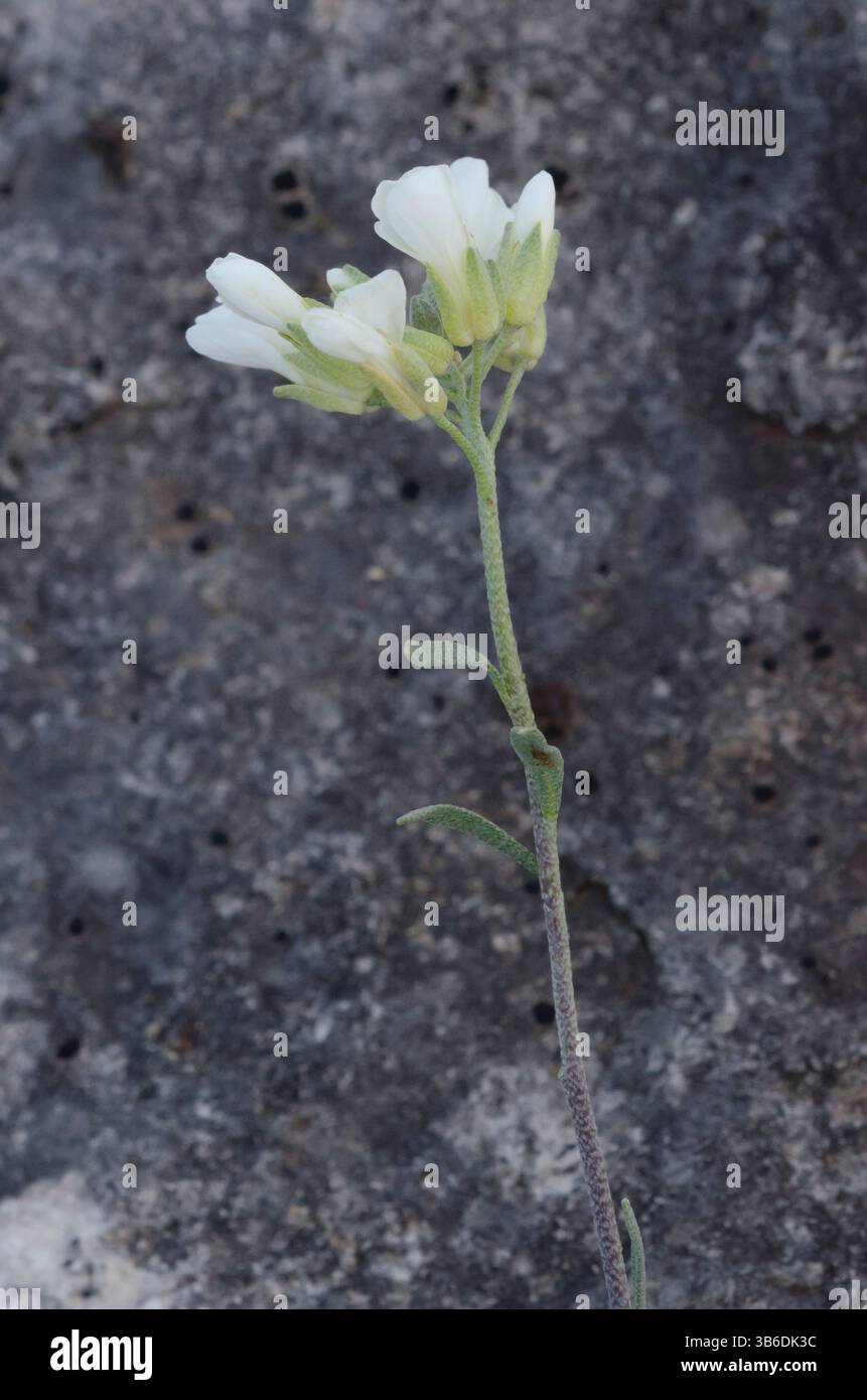 White bladderpod hi-res stock photography and images - Alamy