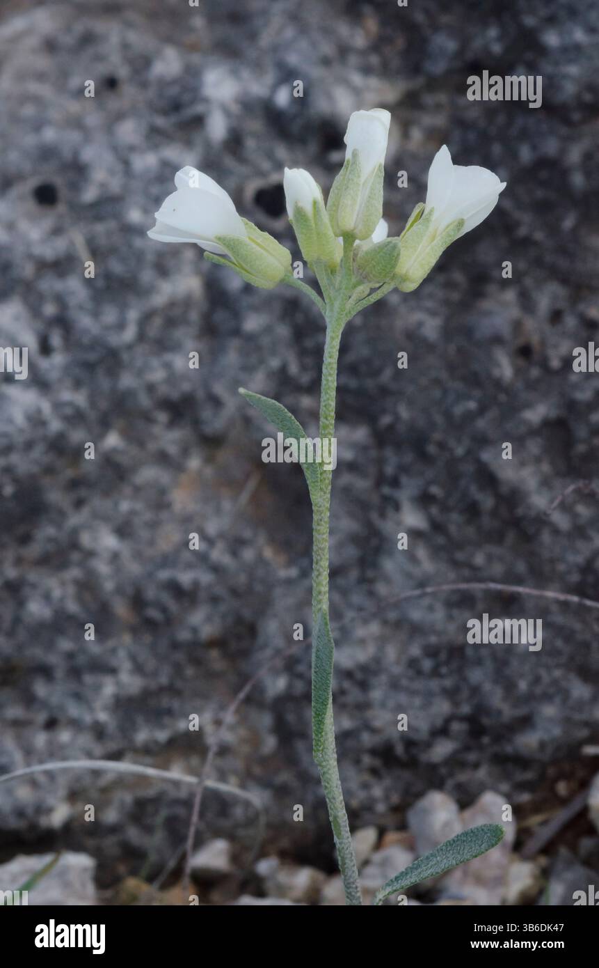 White Oval-leaf Bladderpod, Physaria ovalifolia ssp. alba Stock Photo ...