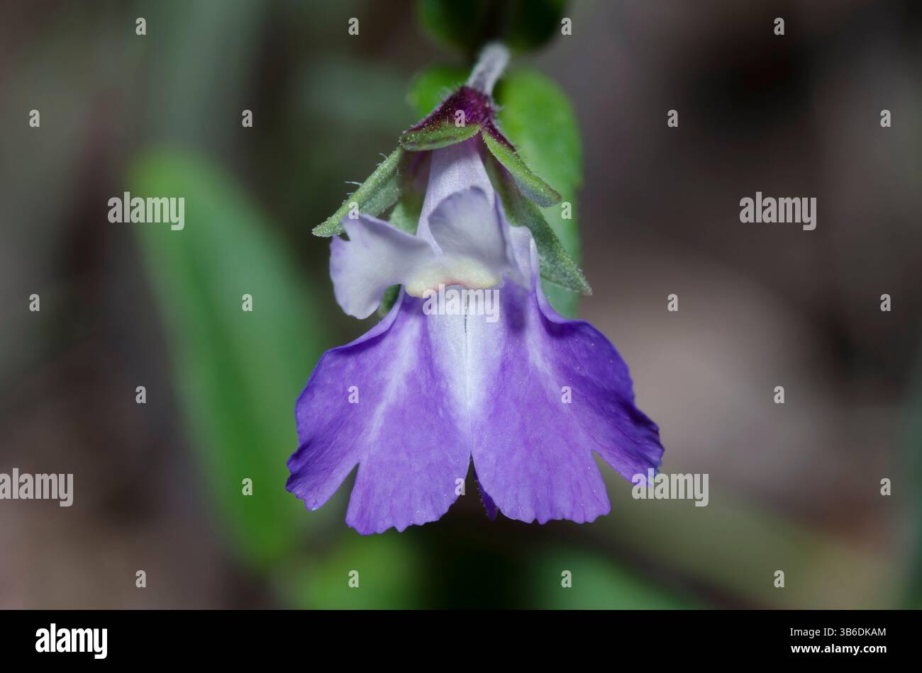 Violet Blue Eyed Mary, Collinsia violacea Stock Photo - Alamy