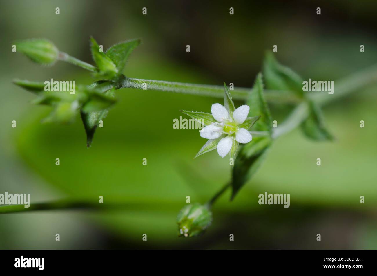Thymeleaf Sandwort, Arenaria serpyllifolia Stock Photo - Alamy