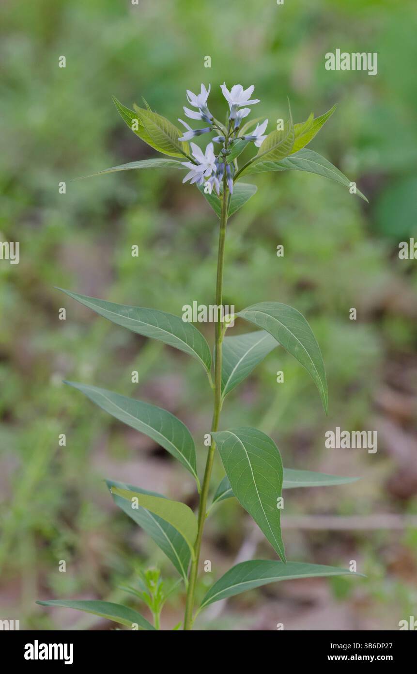 Eastern Bluestar, Amsonia tabernaemontana Stock Photo - Alamy